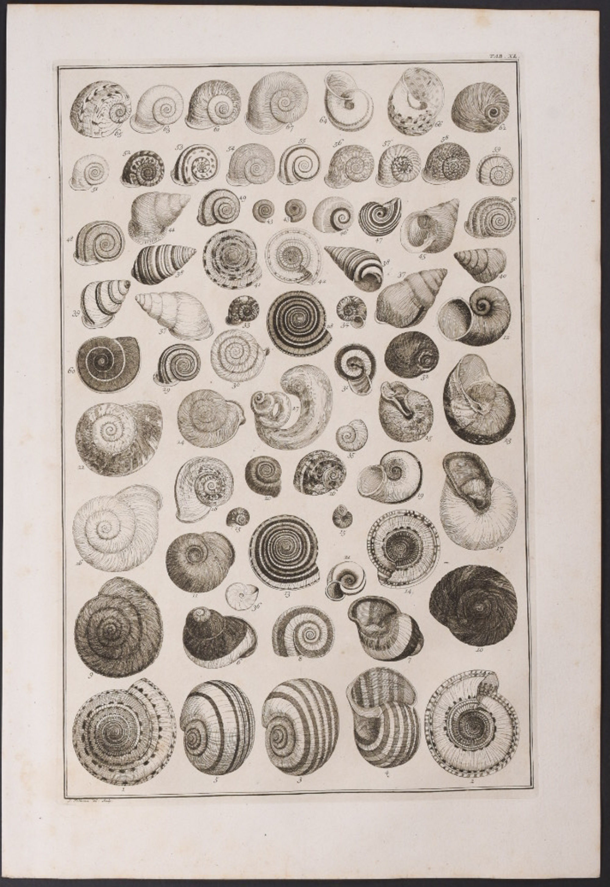 Snail Shells by Albertus Seba: (1734) Art / Print / Poster | Trillium ...