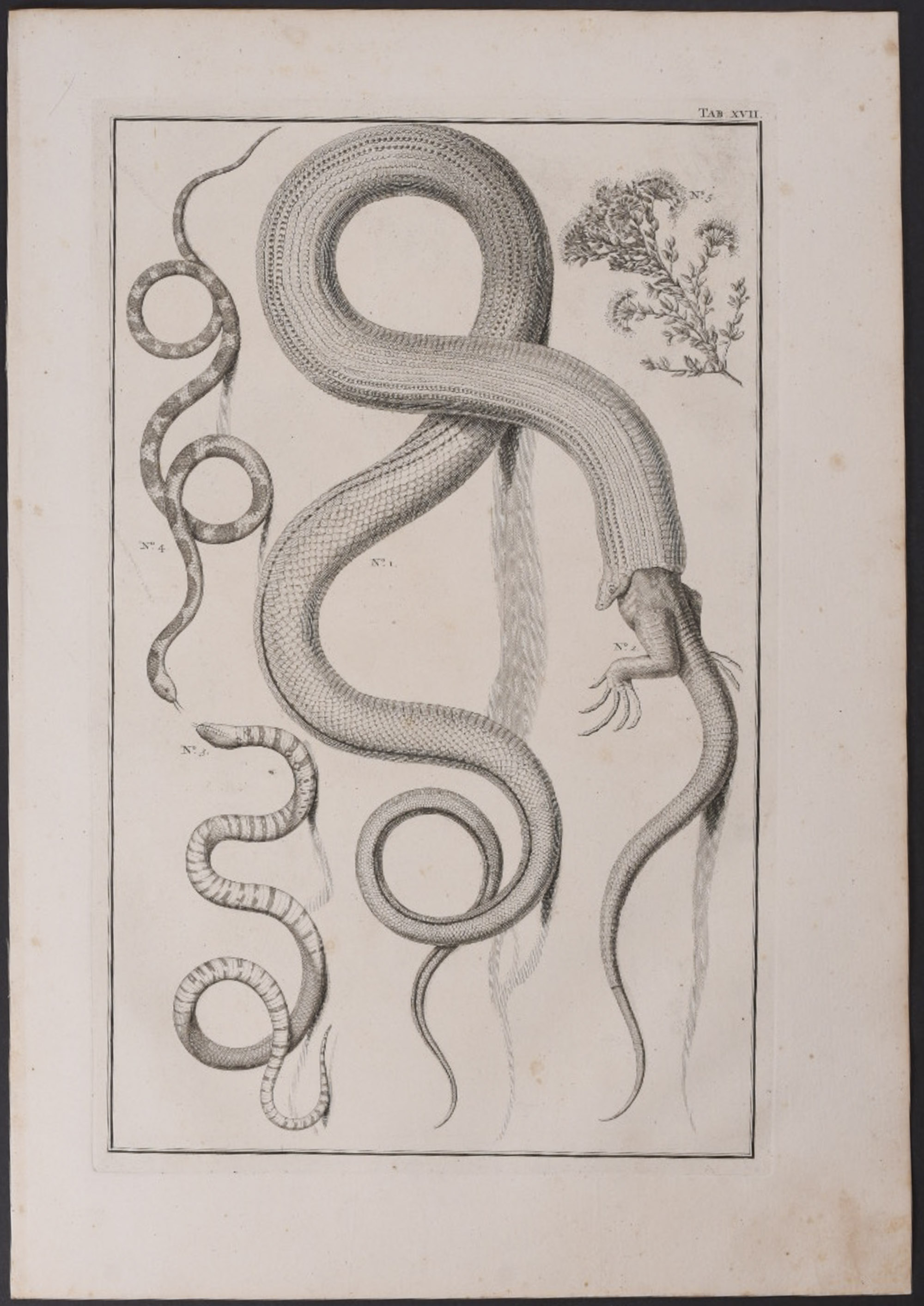 Snakes, Snake eating a Lizard, & Plant by Albertus Seba: (1734) Art ...