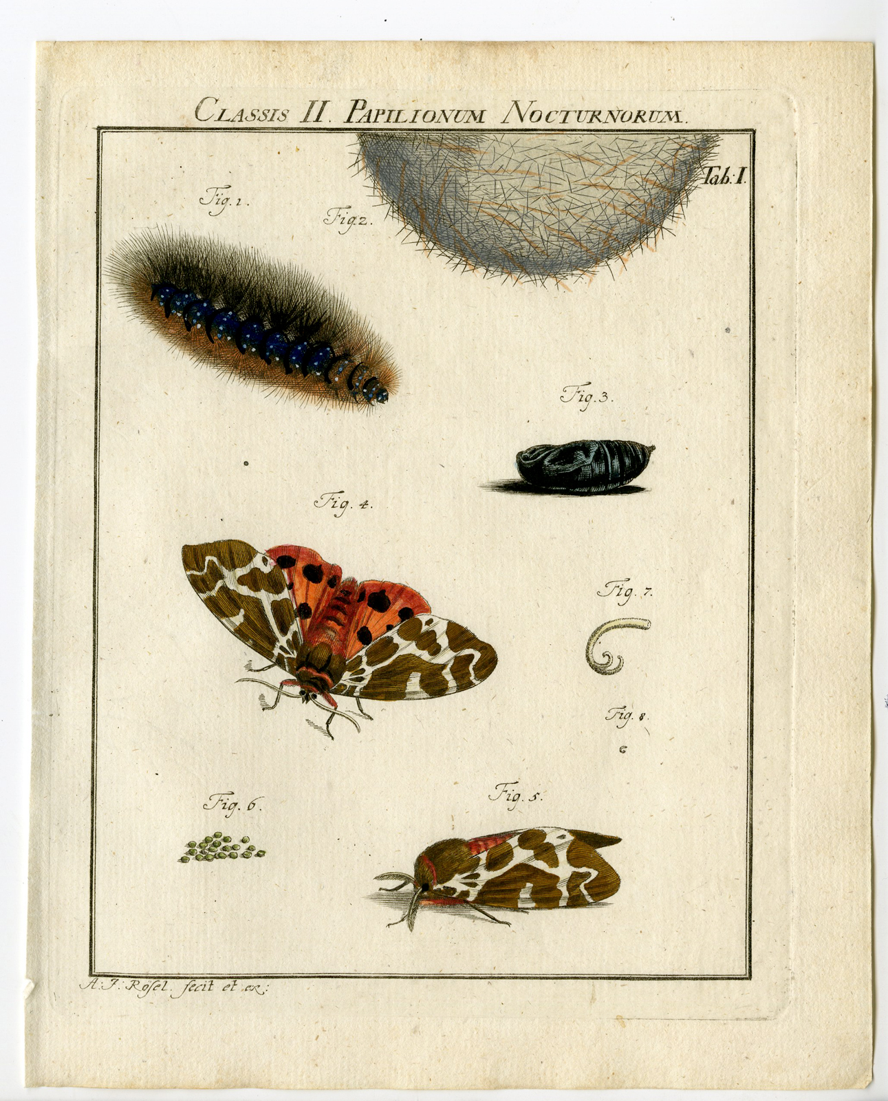 Antique Print-MOTH-DISCRETE CHAPERON-TAB: I-Rosel von Rosenhof-1765 by ...