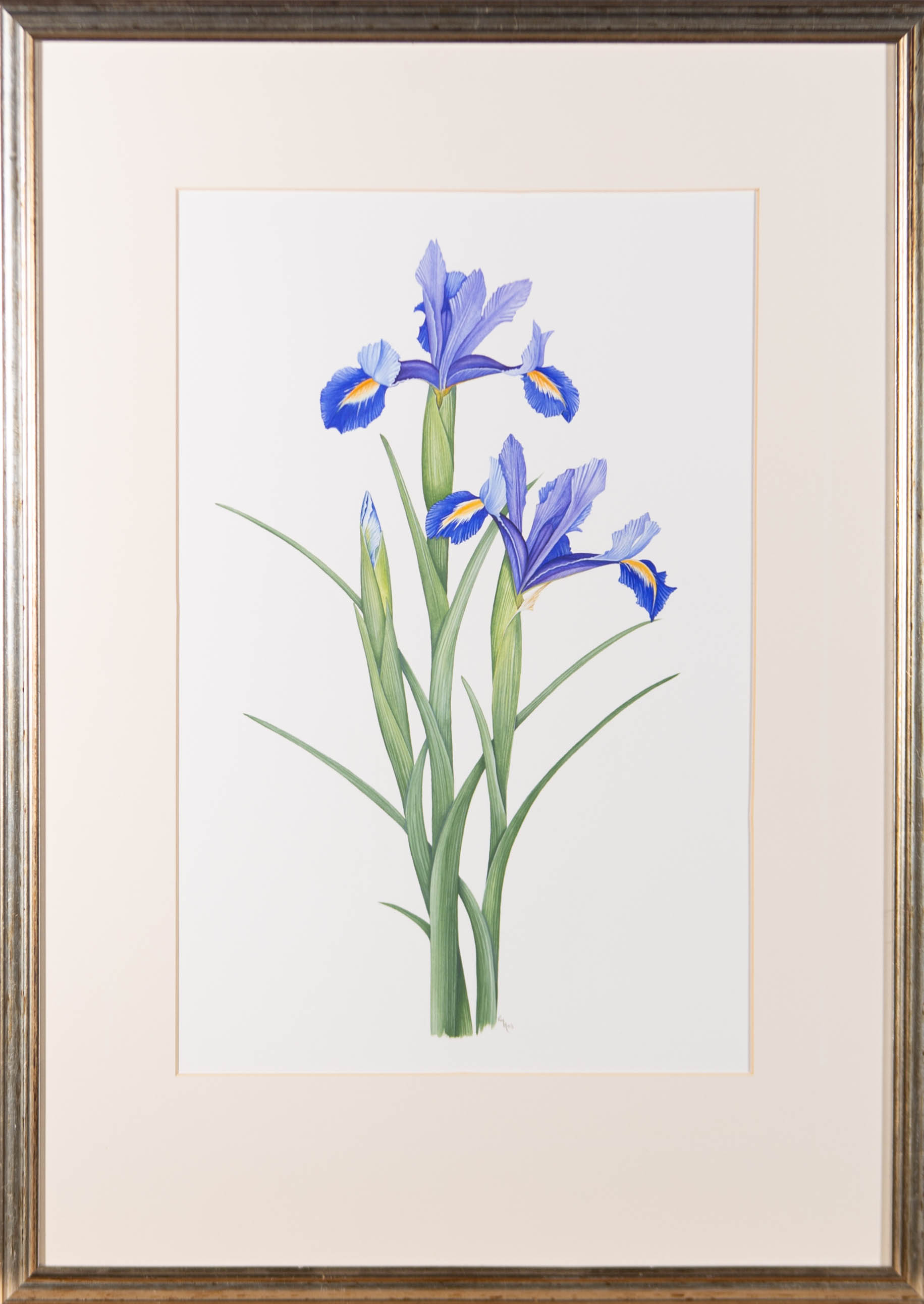 Robert Howe - 2003 Watercolour, Blooming Irises von Robert Howe: (2003 ...