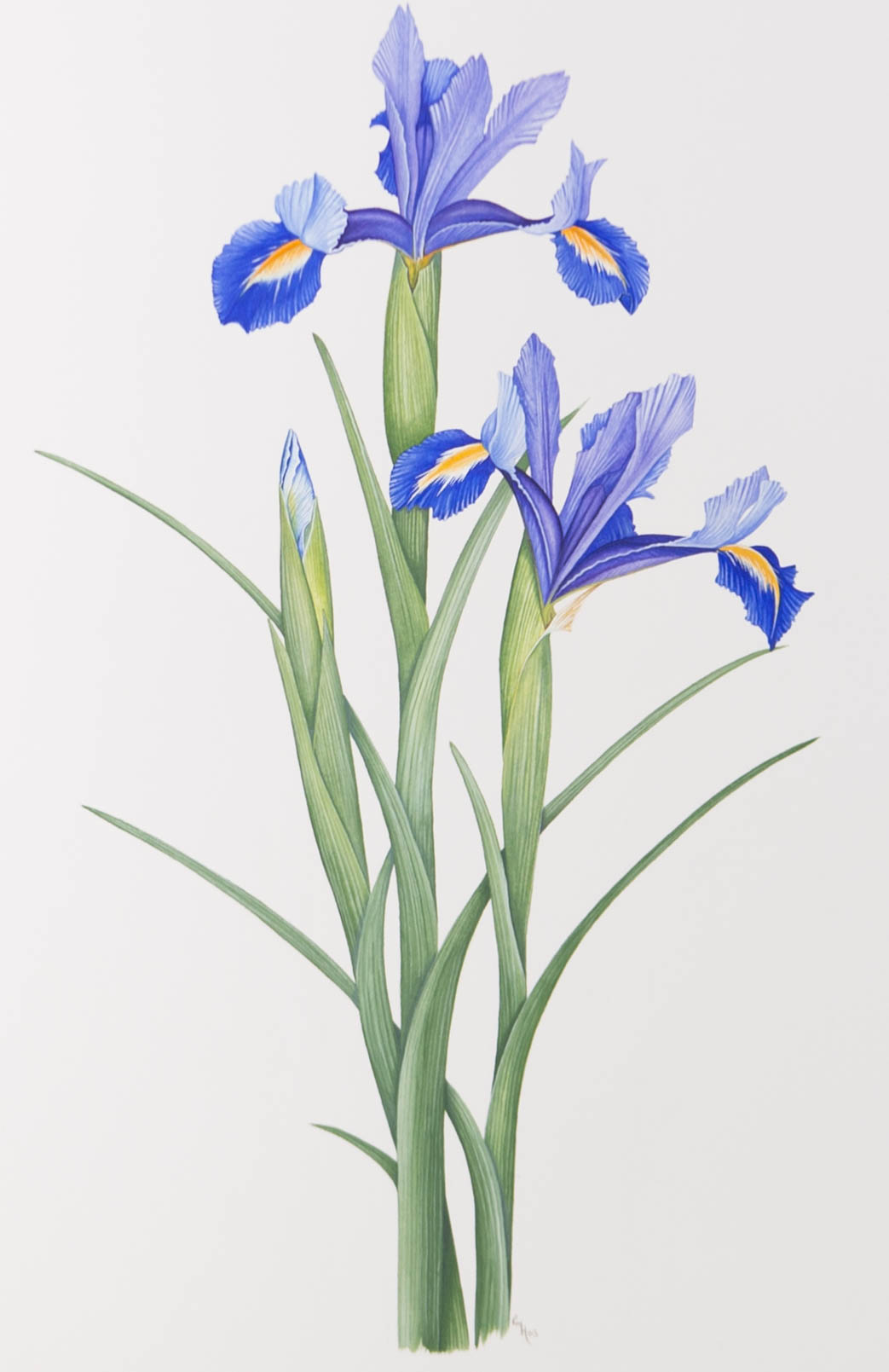 Robert Howe - 2003 Watercolour, Blooming Irises von Robert Howe: (2003 ...