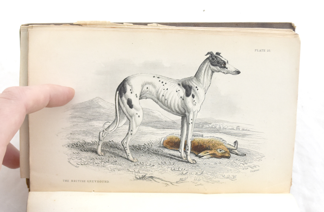 The Natural History of Dogs, volume II [domestic dogs]. The Naturalist ...