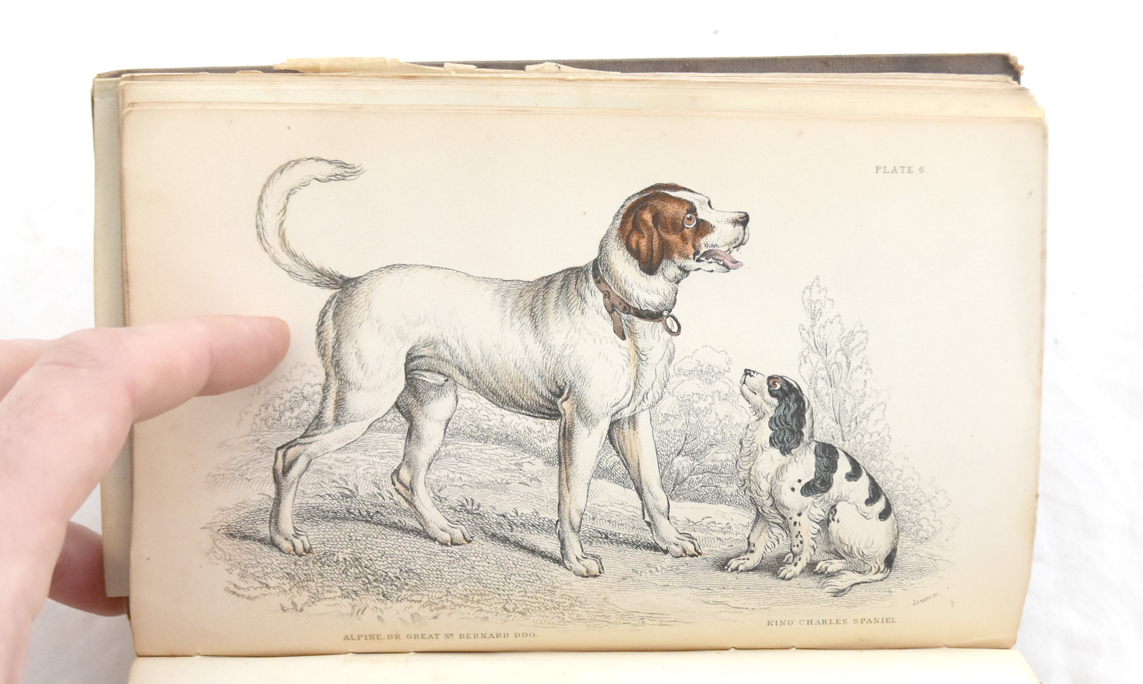 The Natural History of Dogs, volume II [domestic dogs]. The Naturalist ...