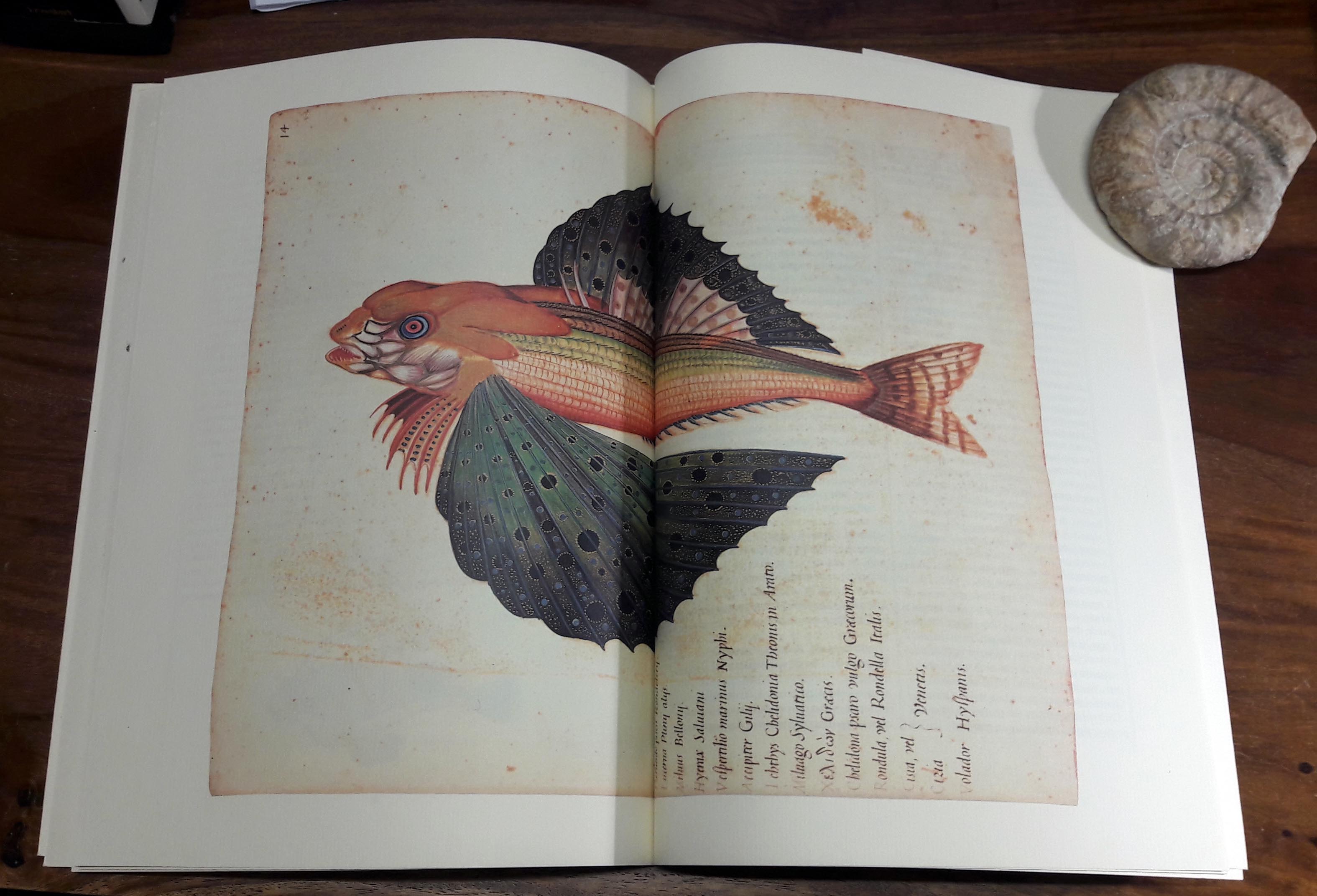 Mare Nostrum by Guadalup, Giannii: (1992) Manuscript / Paper ...