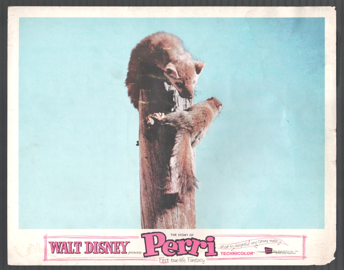 Story of Perri First True-Llife Fantasy-Disney-Lobby Card-Color: (1957 ...