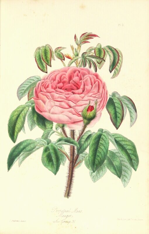 The rose garden in two divisions. Division I. Embracing the history of ...