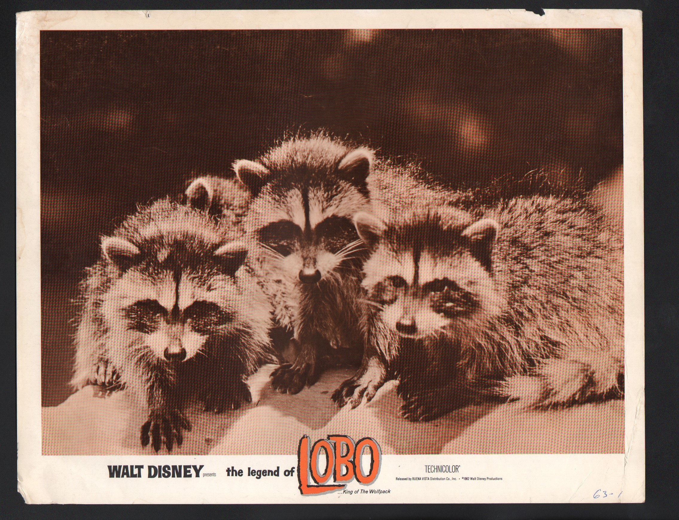 Lobo Lobby Card-1963-3 raccoons on the card: (1963) Photograph | DTA ...