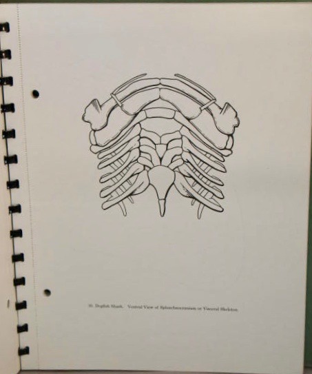 Atlas of Outline Drawings for Vertebrate Anatomy. by Eddy, Samuel ...