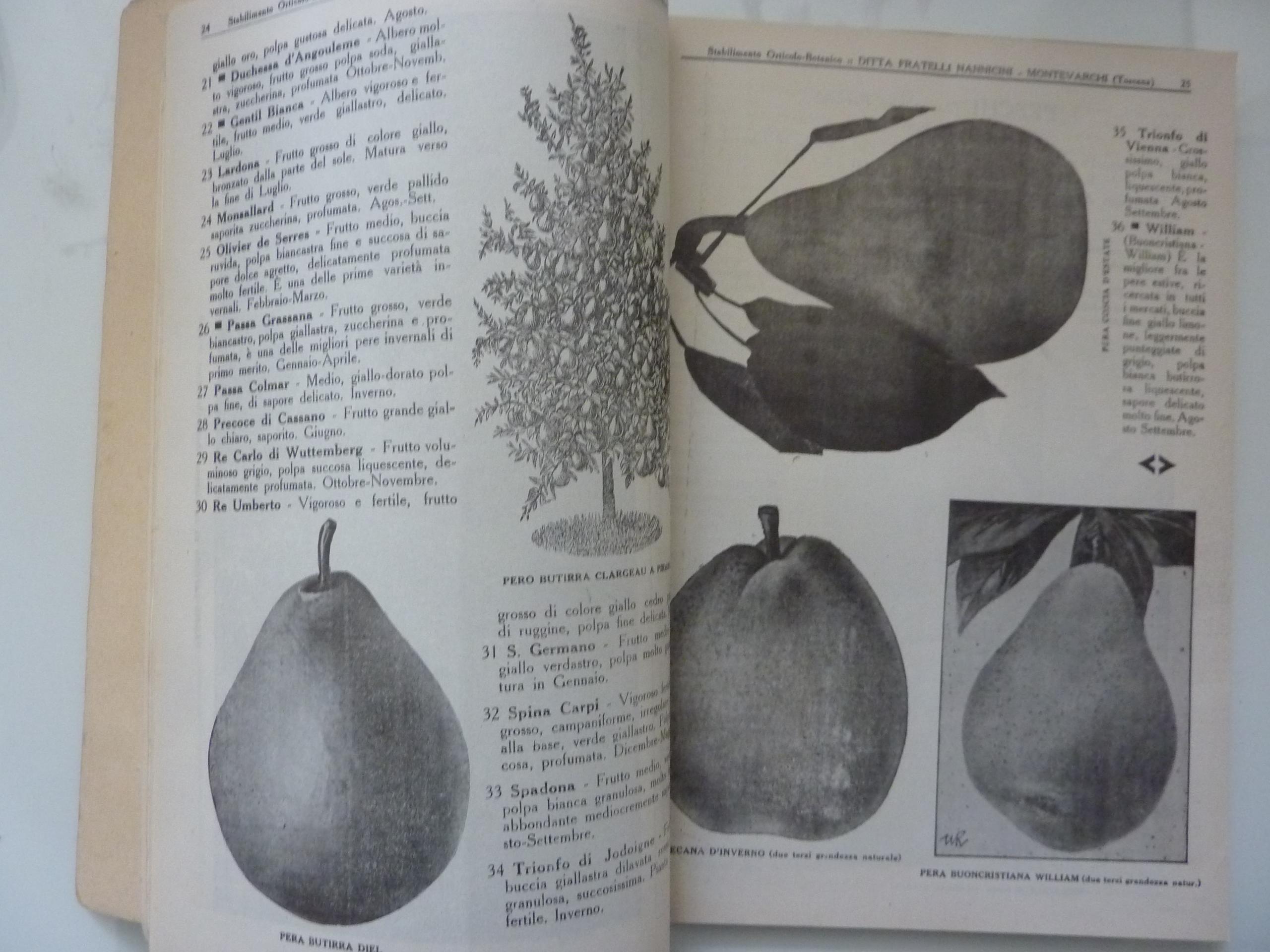 Stabilimento Orticolo Botanico Ditta FRATELLI NANNICINI MONTEVARCHI ...