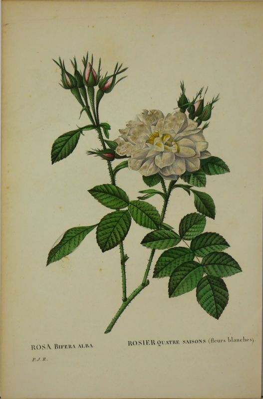 "Rosa Bifera Alba - Rosier Quatre Saisons (fleurs blanches)",: (1820 ...