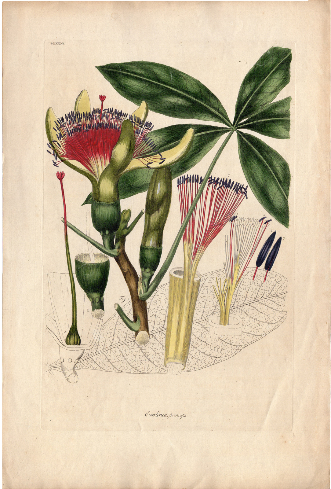 Antique Print-PACHIRA AQUATICA-CAROLINEA PRINCEPS-Miller... | Barnebys