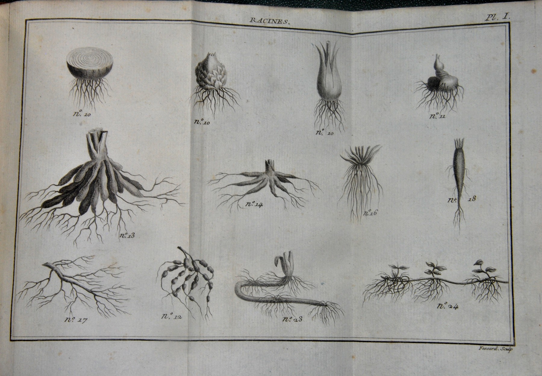 Flore françoise ou description succincte de toutes les plantes qui ...