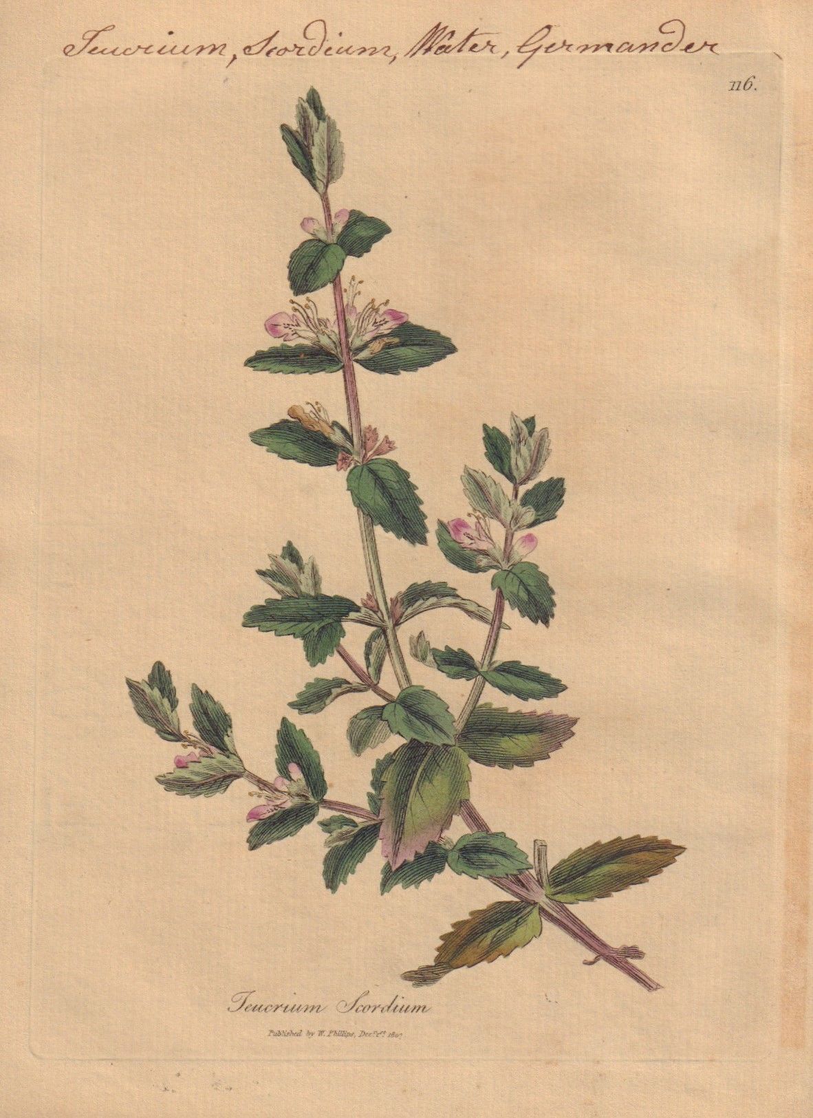 Teucrium Scordium [Teucrium Scordium; Water Germander] by James Sowerby ...