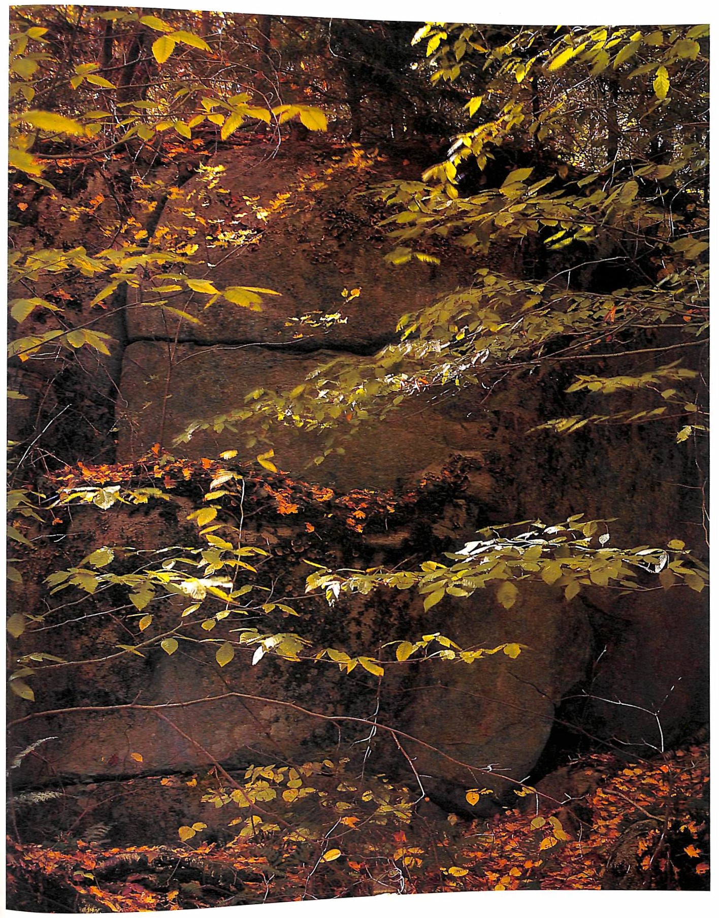 Forever Wild: The Adirondacks de PORTER, Eliot: Very Good Hardcover ...