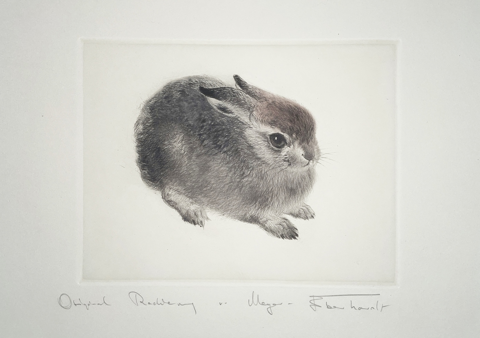 Rabbit bunny Hase Kaninchen Radierung etching Meyer-Eberhardt | Barnebys
