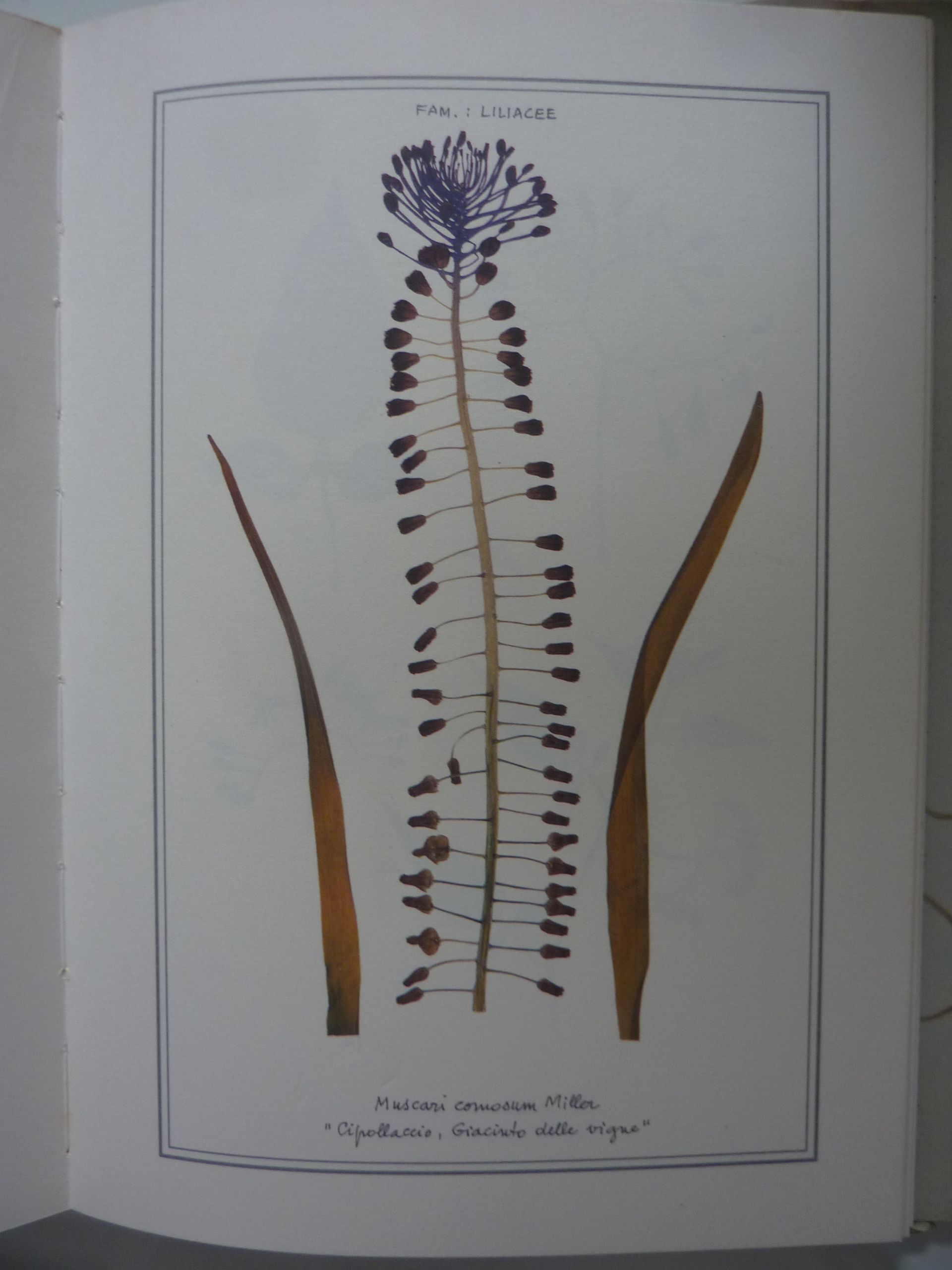 L'ERBARIO by Ada e Alfonso Sella: ottimo Rilegato (1989) prima edizione ...