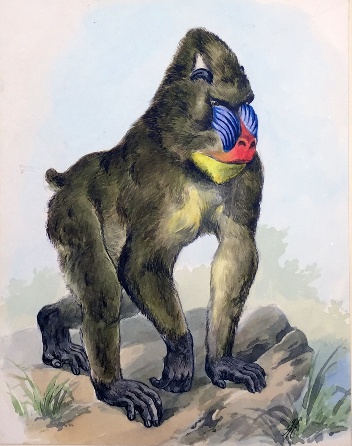 Mandrill by Gustav Mutzel (German, 1839-1893): Very Good No Binding ...