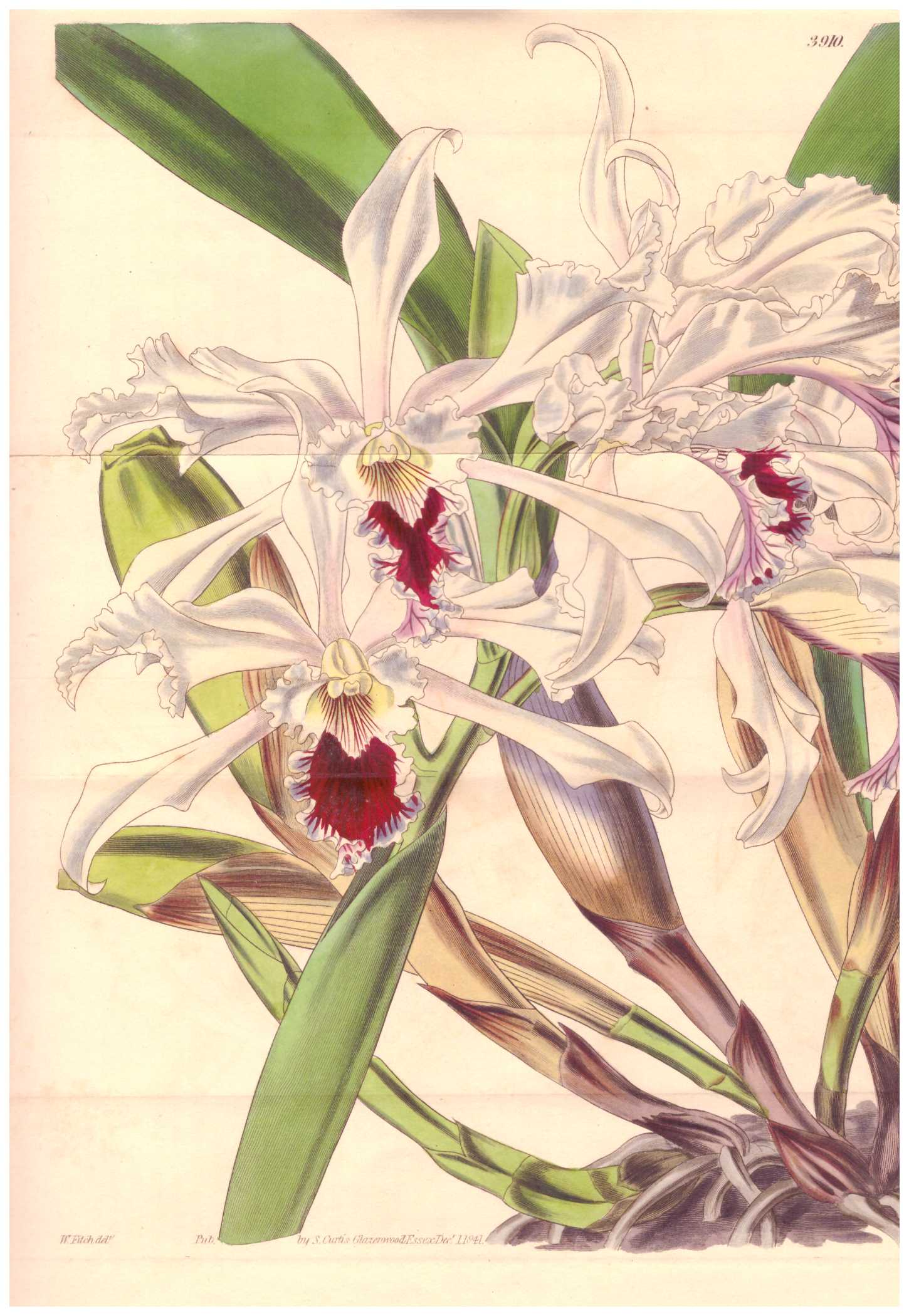 Cattleya Crispa - Crisp-Flowered Cattleya. Altkolorierter Kupferstich ...