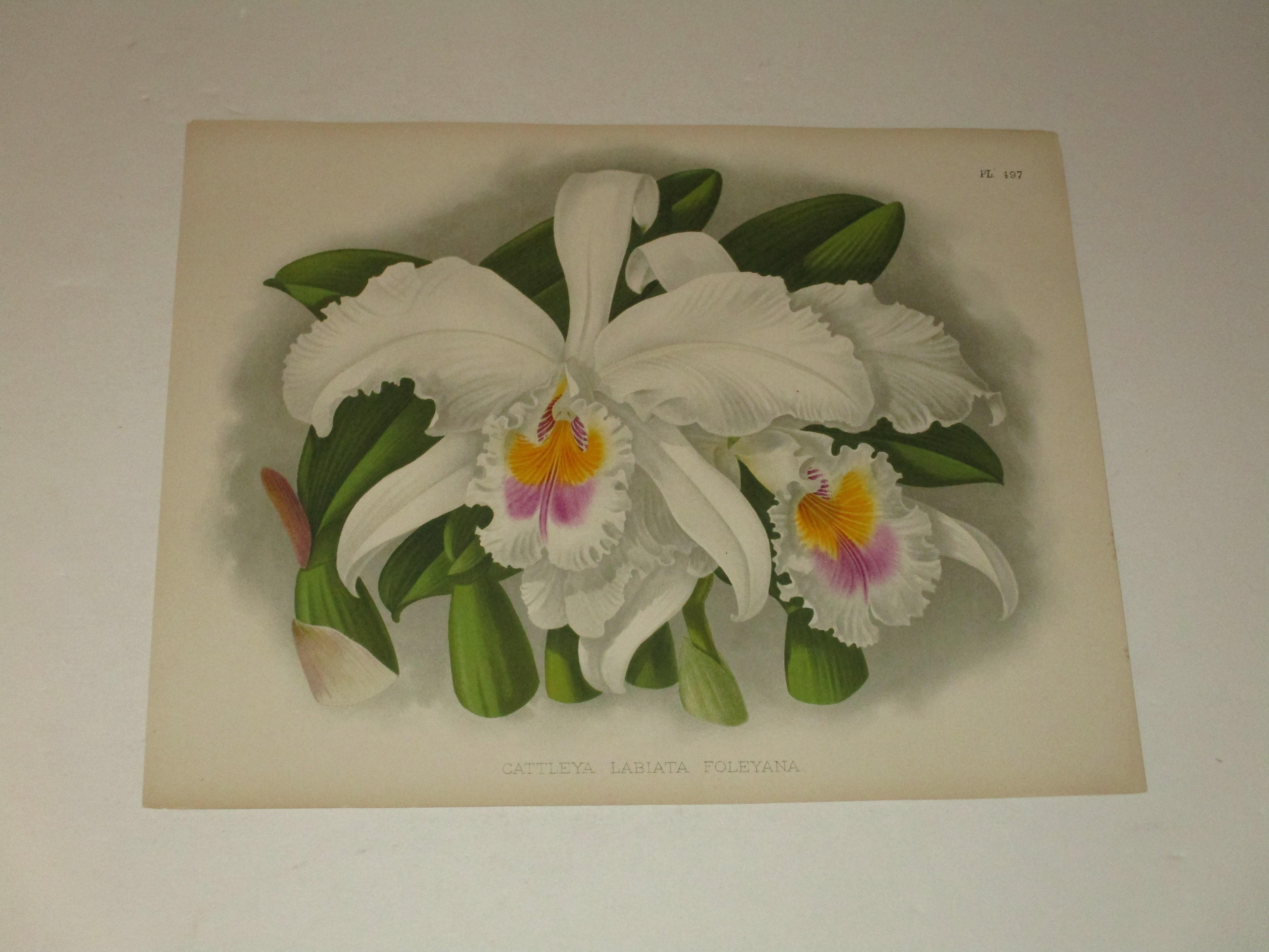 The Orchid Album Color Lithograph of "Cattleya Labiata Foleyana ...