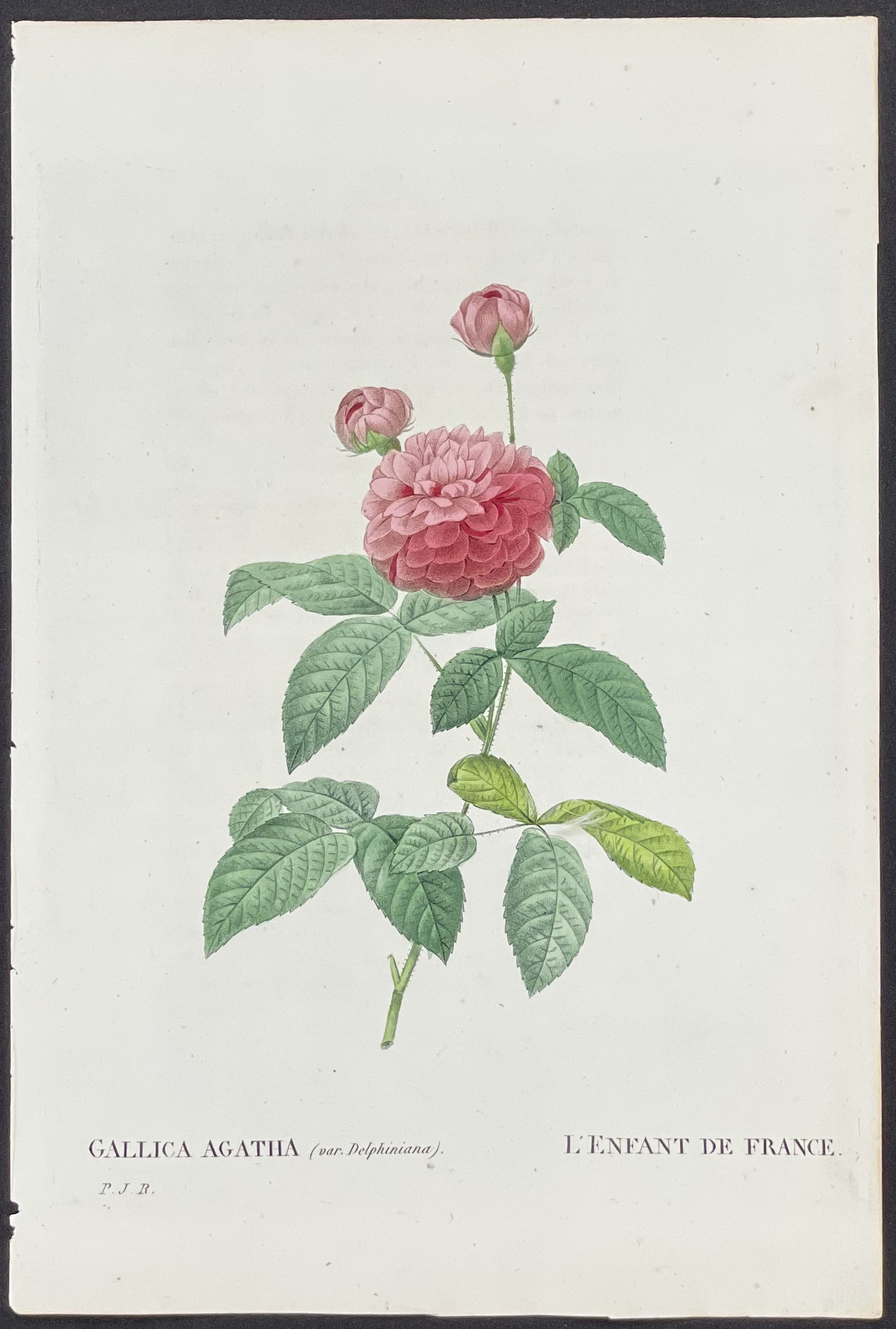 Rose - Rosa Gallica Agatha Pierre Joseph Redoute & Claude... | Barnebys