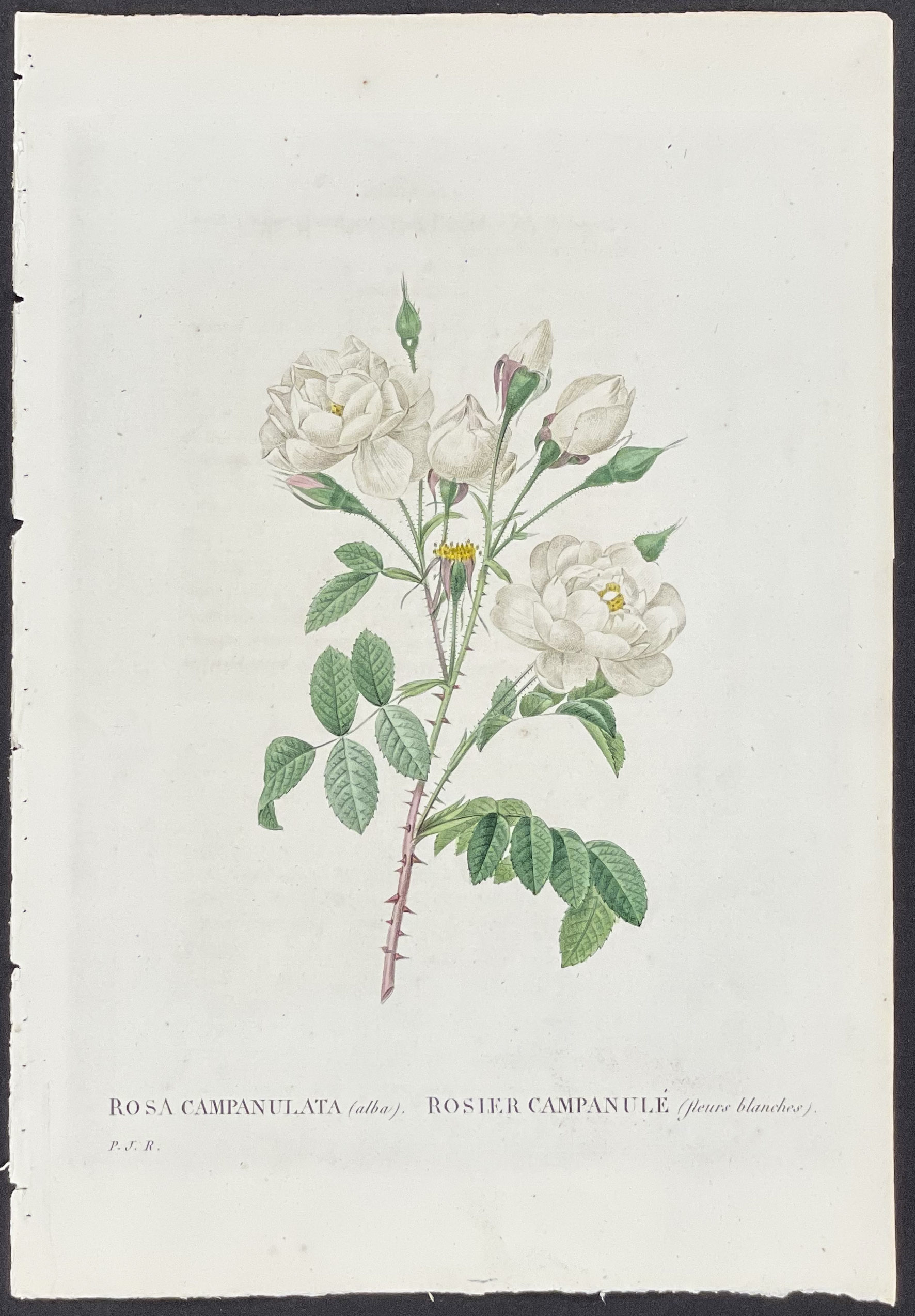 Rose - Rosa Campanulata Pierre Joseph Redoute & Claude... | Barnebys