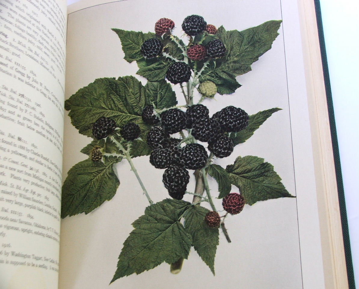 The Small Fruits of New York: Report of the New York State Agricultural ...