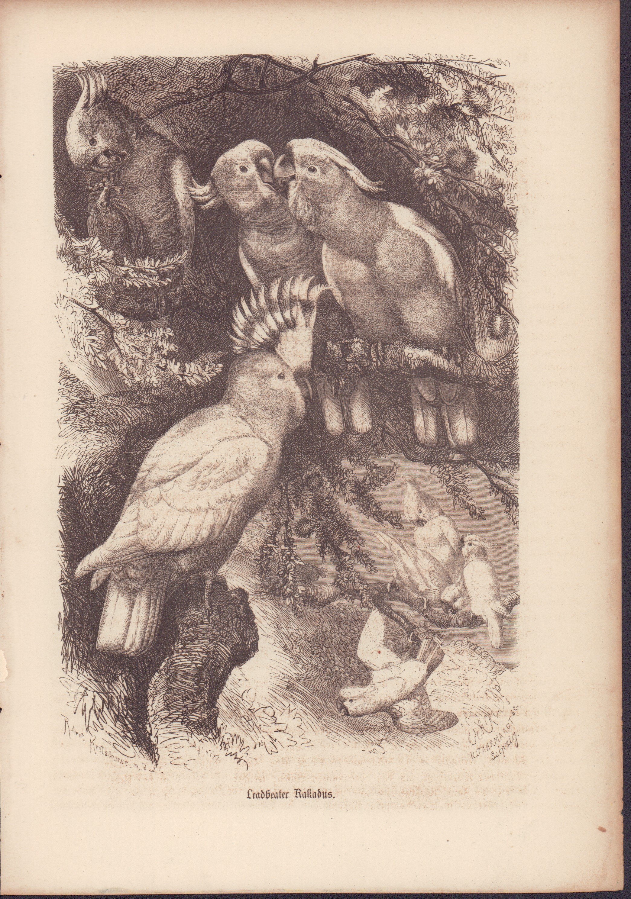 Leadbeater Kakadus. Stahlstich von 1866. von Kretschmer [Stecher ...