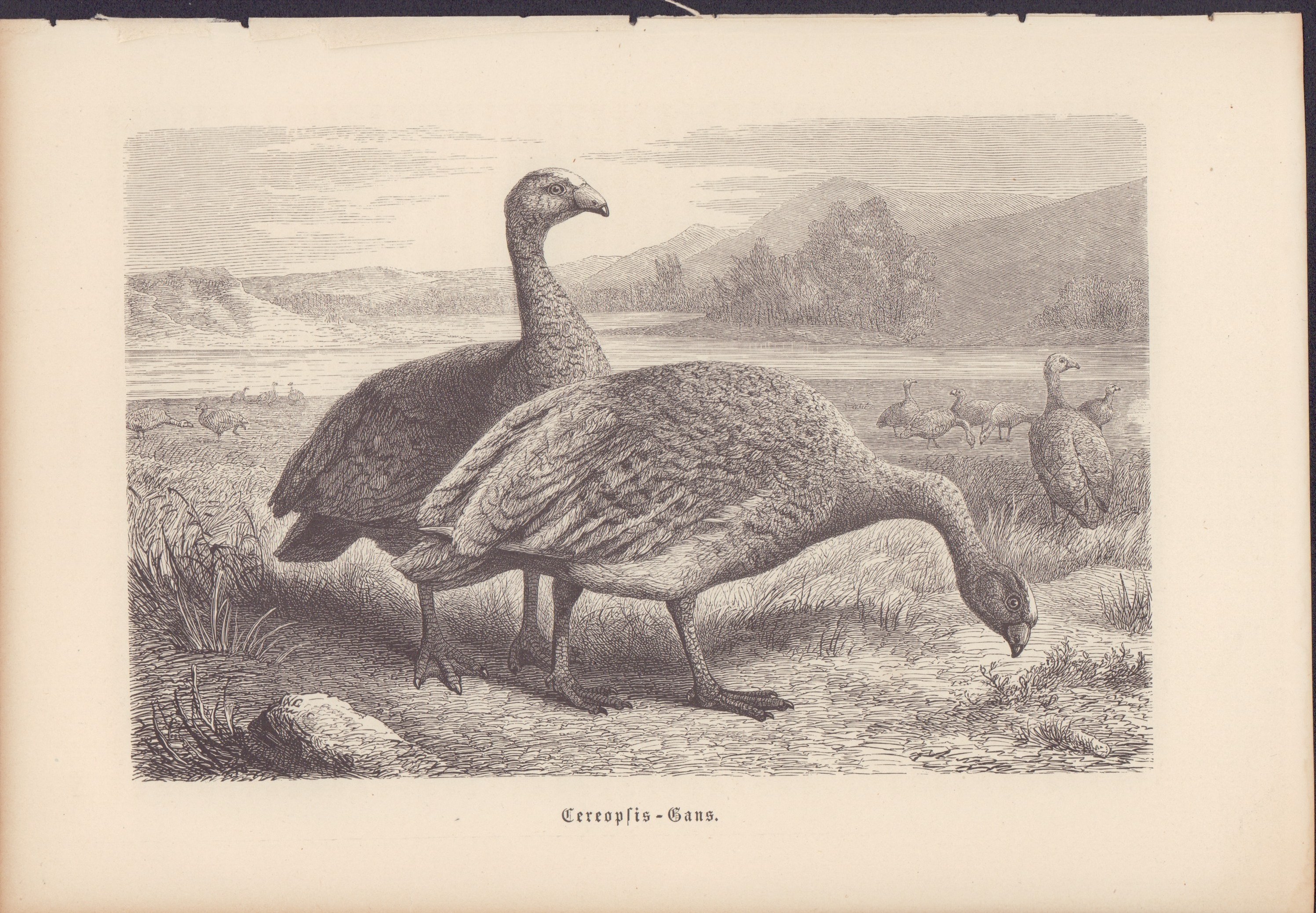 Mantel- und Silbermöwen. Stahlstich von 1867. von Kretschmer [Stecher ...