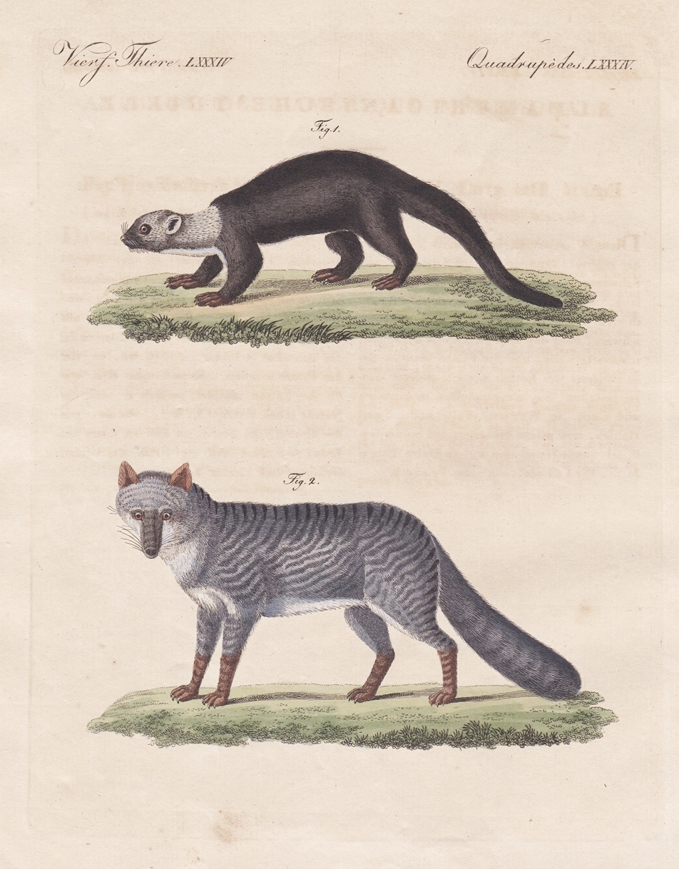 "Vierf. Thiere LXXXIV - Das grosse Wiesel - Der dreifarbige Fuchs ...
