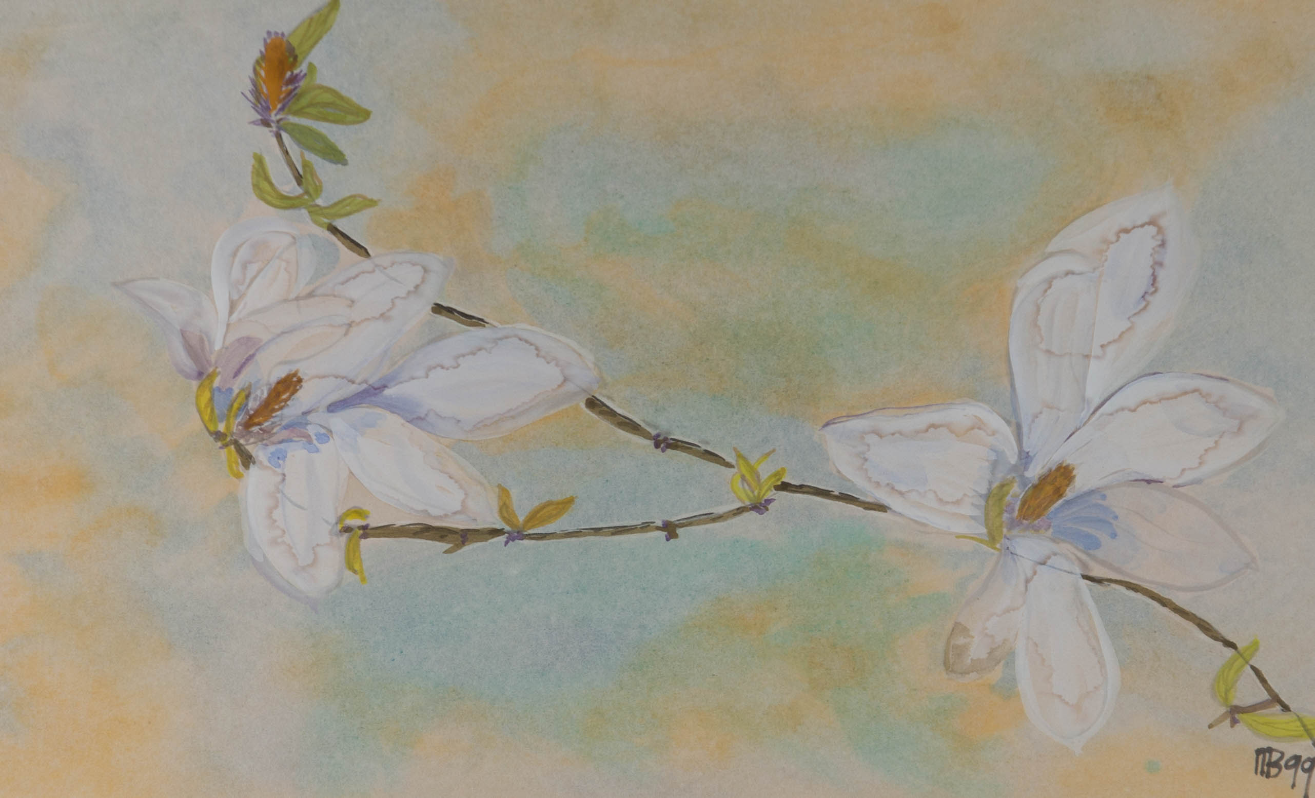 Maureen Benjamin - 1999 Watercolour, Magnolia In Bloom by Maureen ...