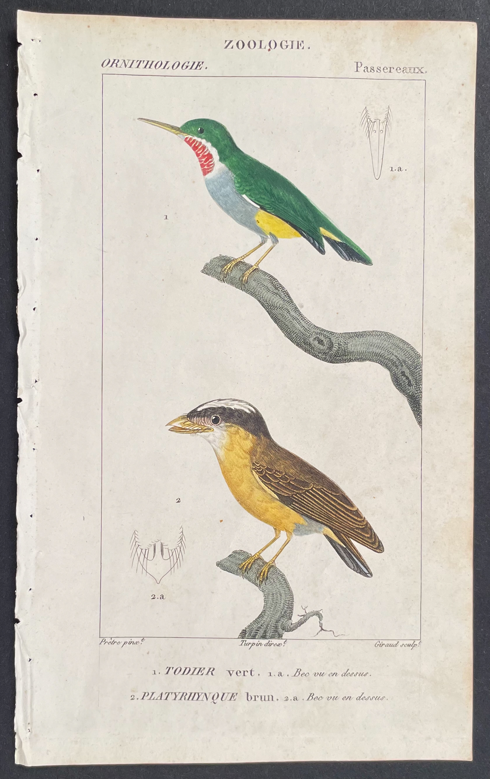 Birds von Pierre Jean Francis Turpin: (1816) Kunst / Grafik / Poster ...