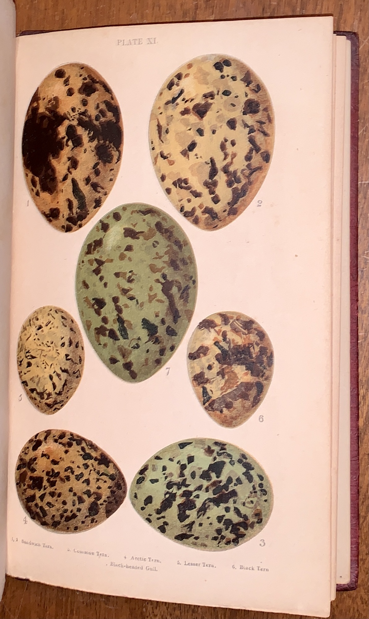 British Birds' Eggs and Nests Popularly Described **BICKERS LEATHER ...