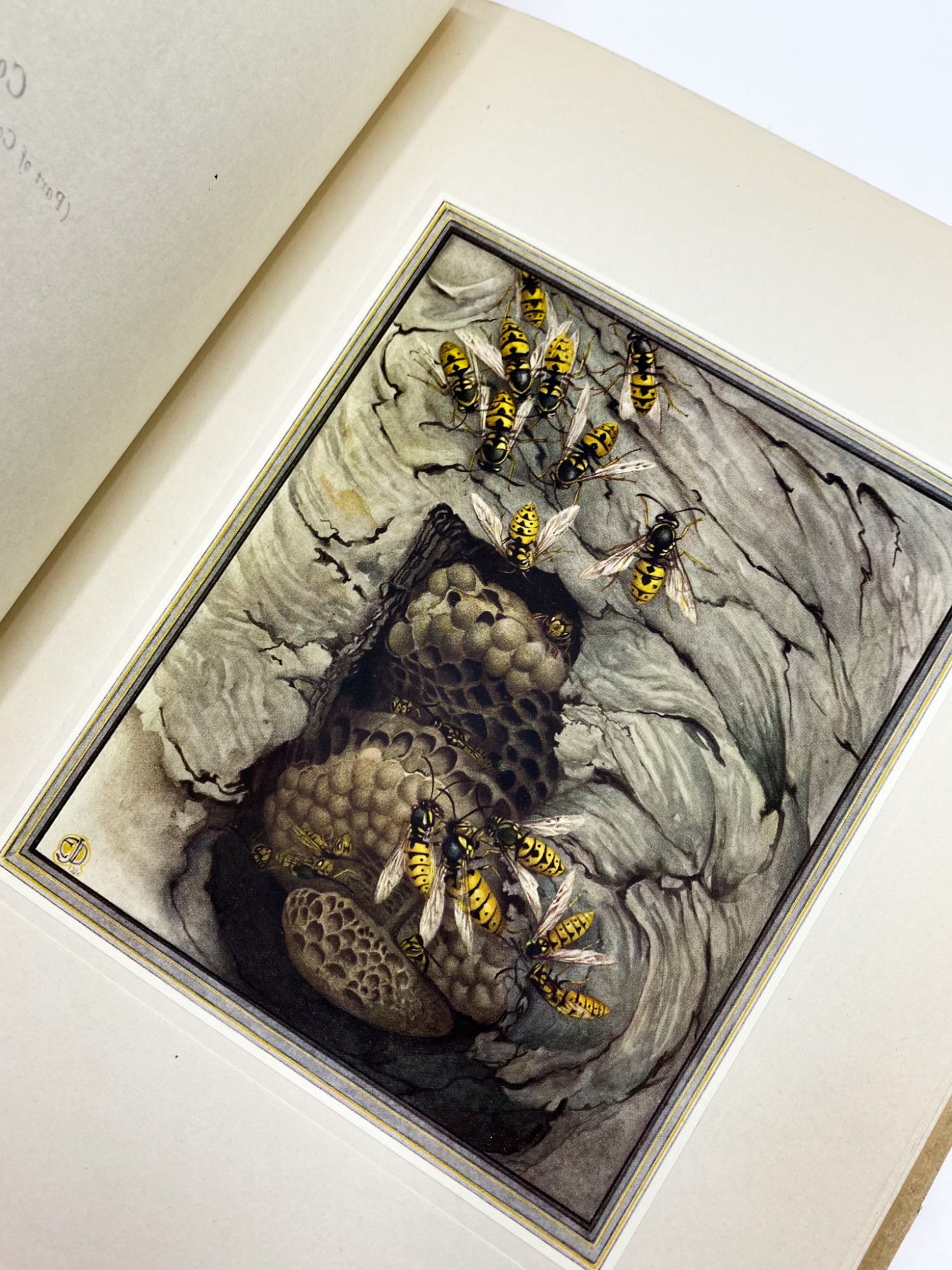 FABRE'S BOOK OF INSECTS by Detmold, E. J.; Stawell, Mrs. Rodolph; Fabre ...