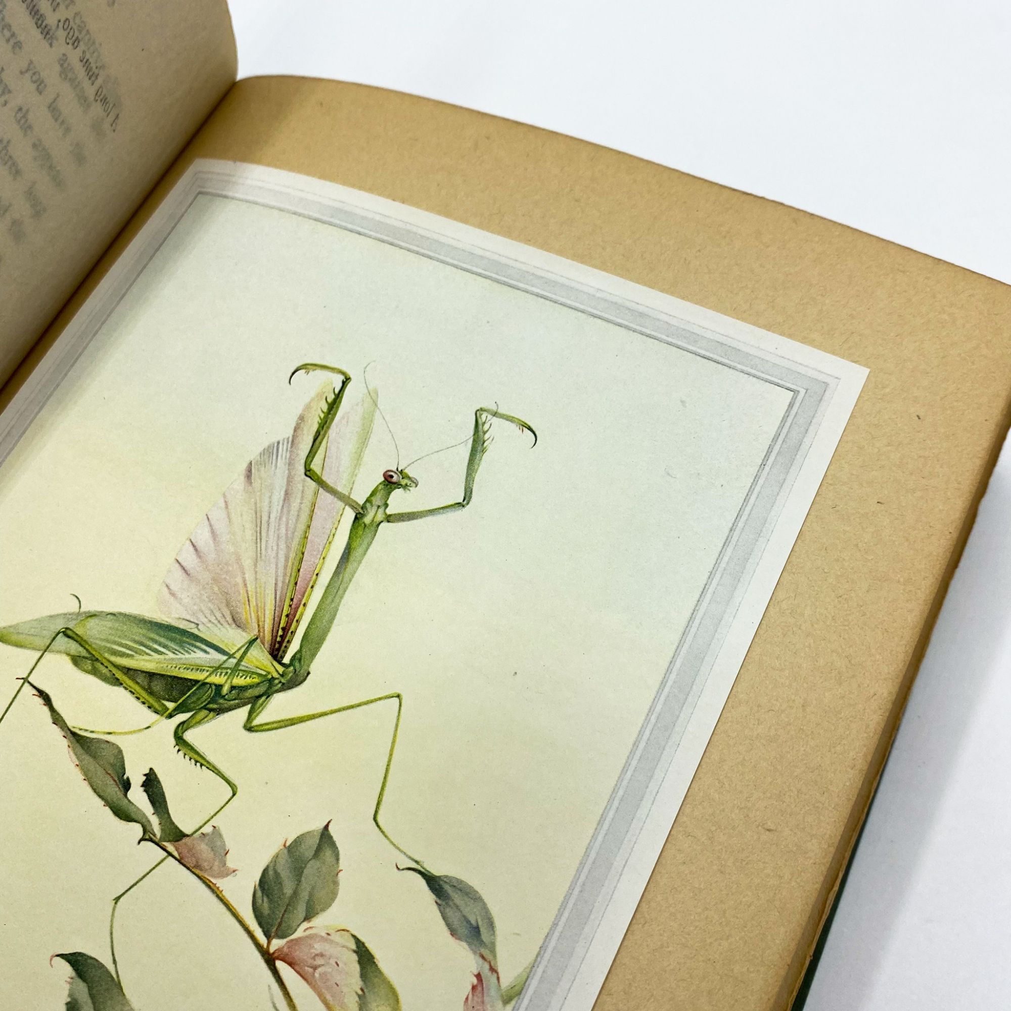 FABRE'S BOOK OF INSECTS by Detmold, E. J.; Stawell, Mrs. Rodolph; Fabre ...