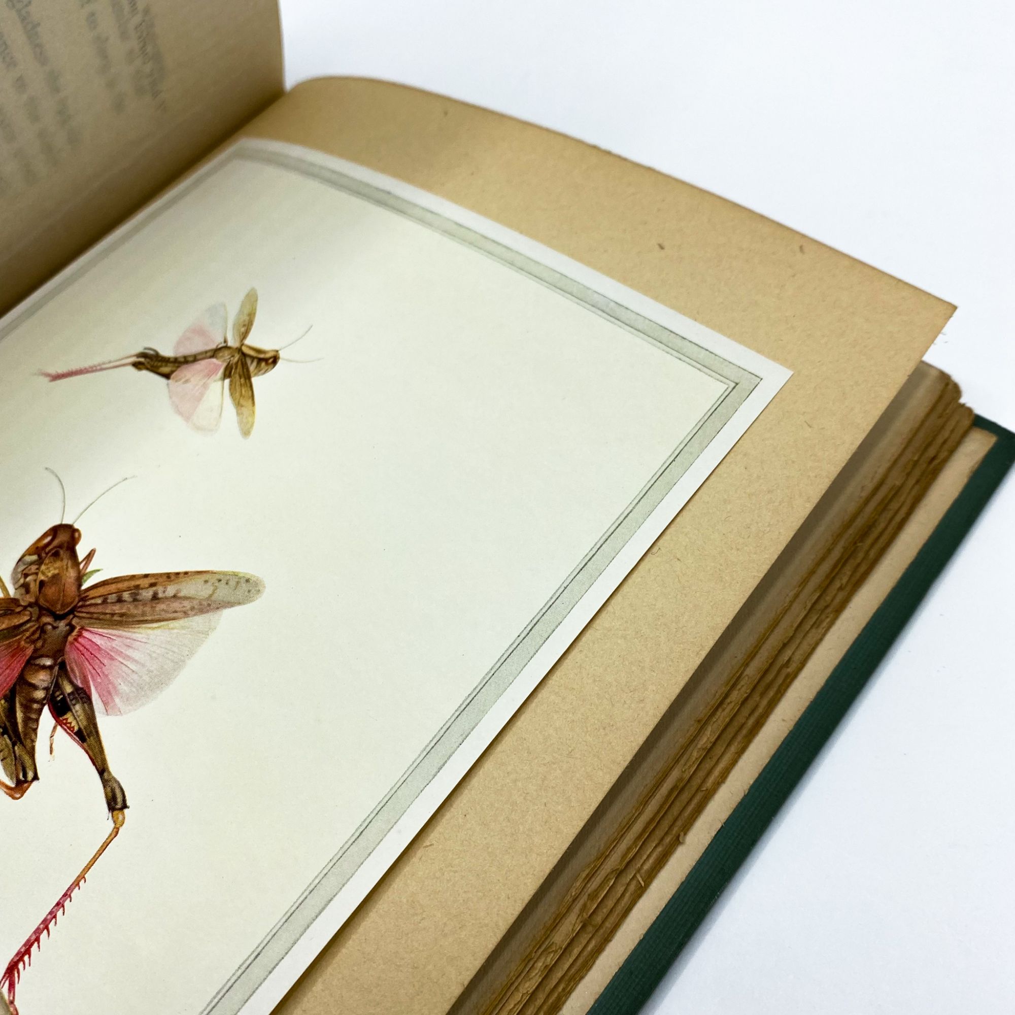 FABRE'S BOOK OF INSECTS by Detmold, E. J.; Stawell, Mrs. Rodolph; Fabre ...