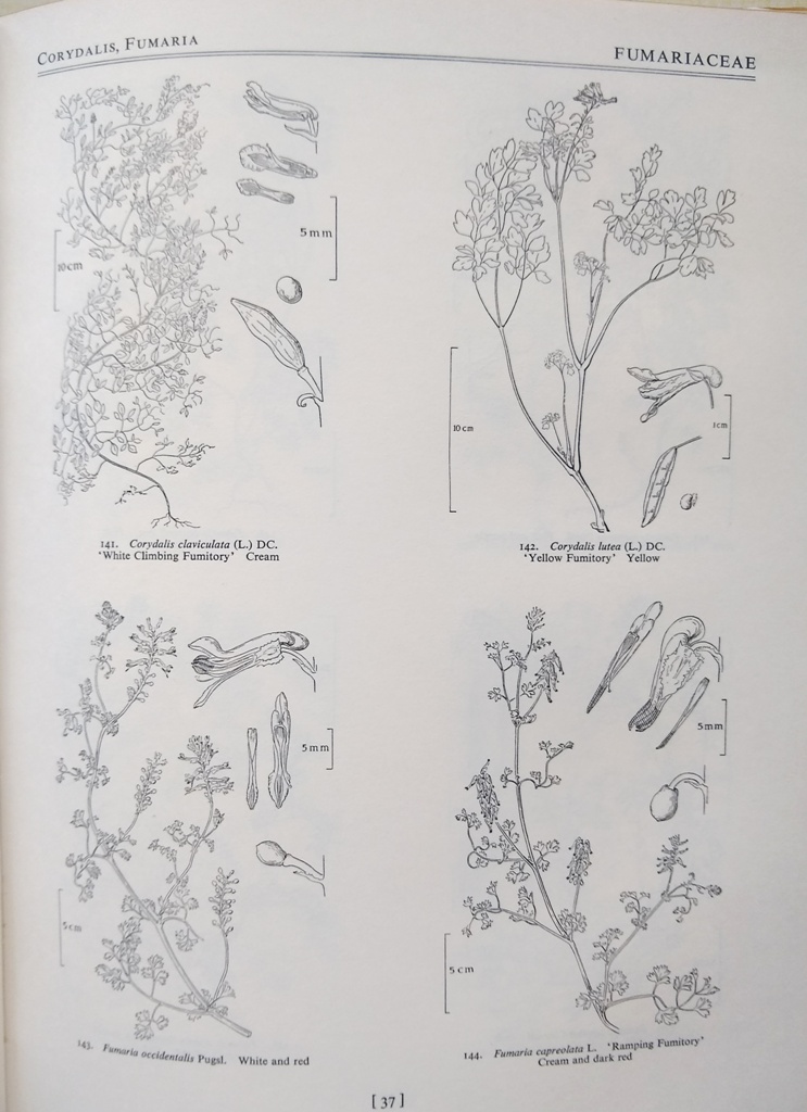 Flora of the British Isles Illustrations. Volume 1 - Pteridophyta to ...