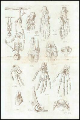 1800 Engraving BONES Compendium ANATOMY Bones of the Extremities by ...