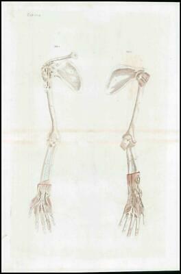 1800 Engraving BONES Compendium ANATOMY Bursae Mucosae Superior ...