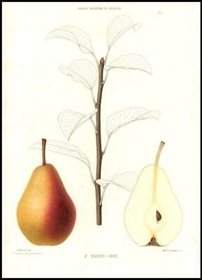 1864 Chromolithograph PECHER MARTIN-SIRE Peach Nectarine Decaisne ...