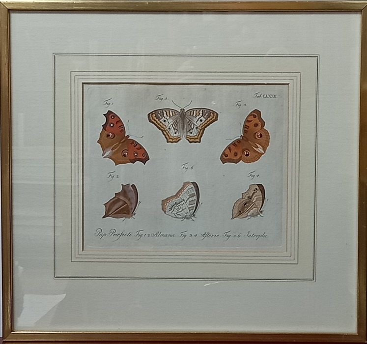 Natursystem aller bekannten in- und ausländischen Insecten ...