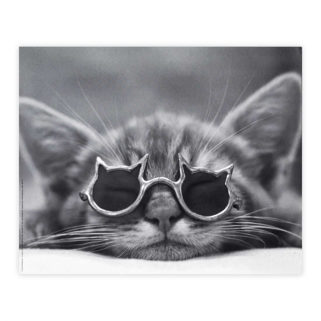 David McEnery, cats Stampe Fotografiche | Barnebys