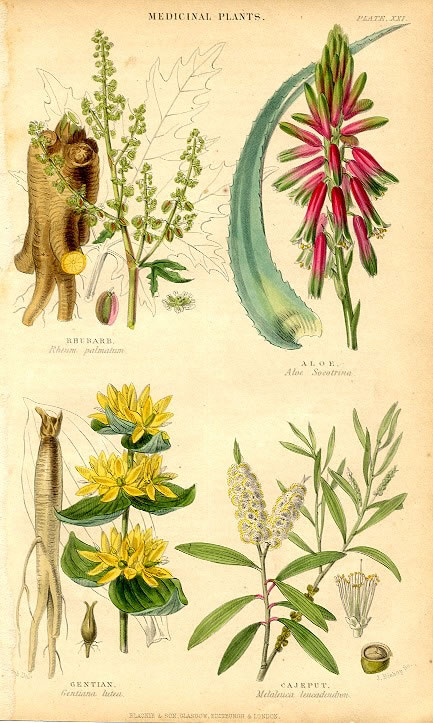 1855 colored botanical print of Medicinal Plants,rhubarb,aloe,gentian ...