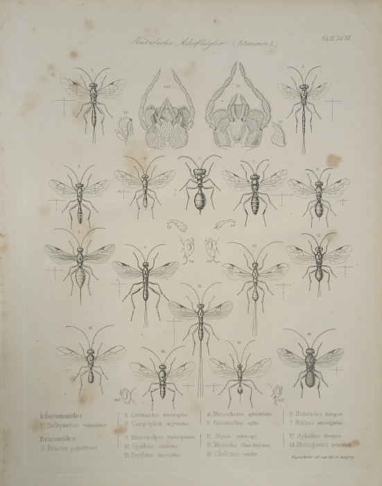 Die Ichneumonen der Forstinsecten in forstlicher und entomologischer ...