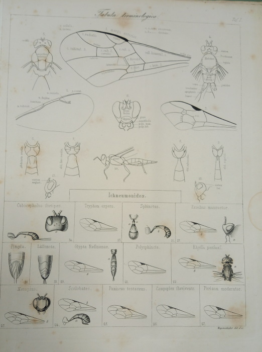 Die Ichneumonen der Forstinsecten in forstlicher und entomologischer ...