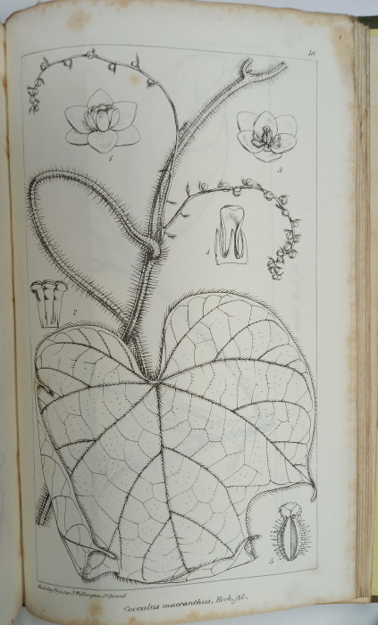 Niger Flora; or an enumeration of the plants of western tropical Africa ...