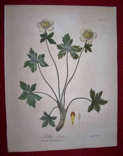 Trollius Laxus - American Globe Flower by Torrey, John: Good Print ...