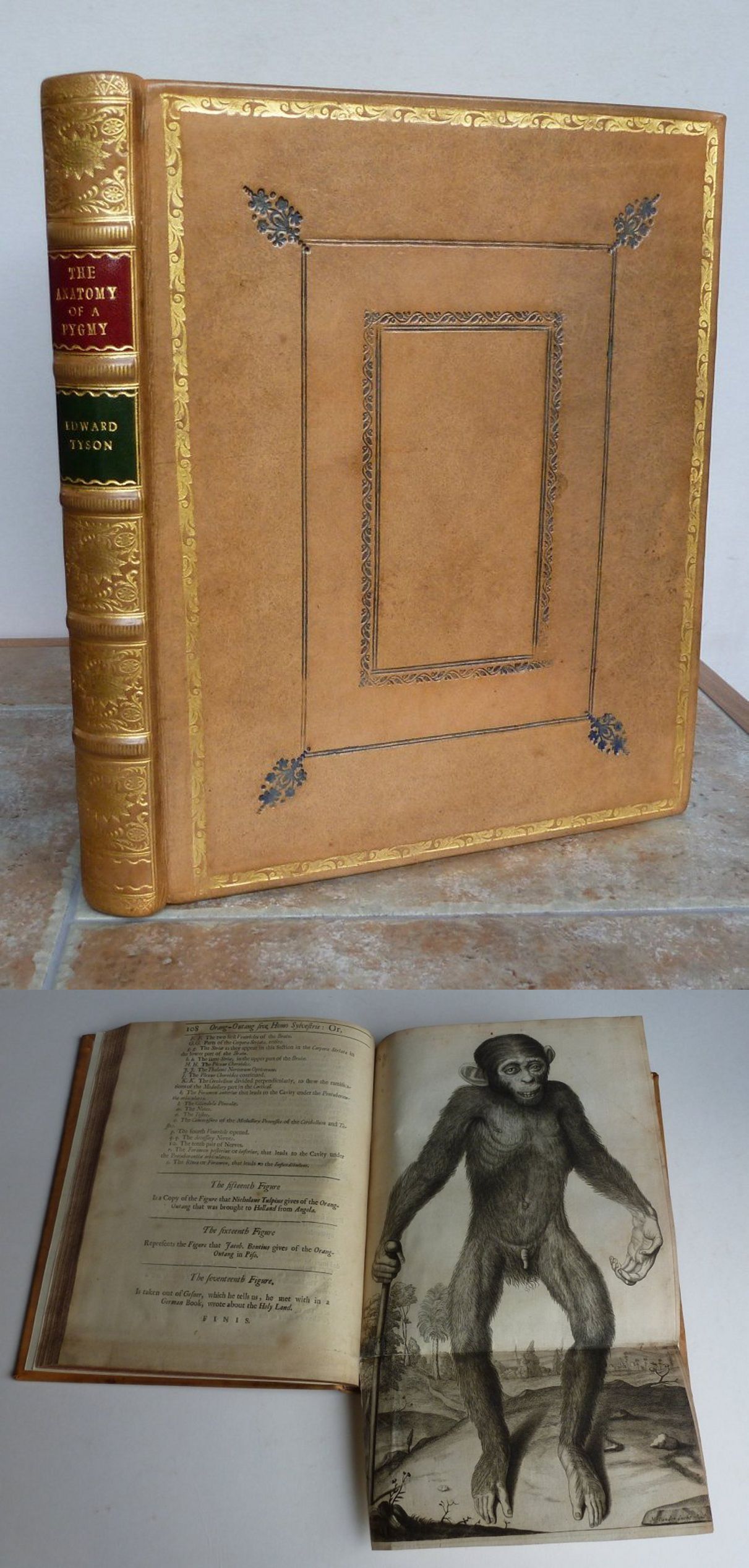 THE ANATOMY OF A PYGMY | Barnebys