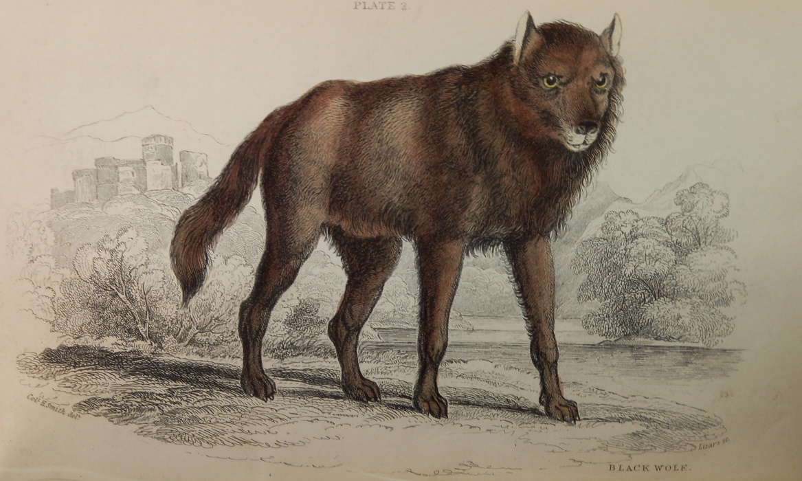 The Natural History of Dogs. Canidae or Genus Canis of Authors ...