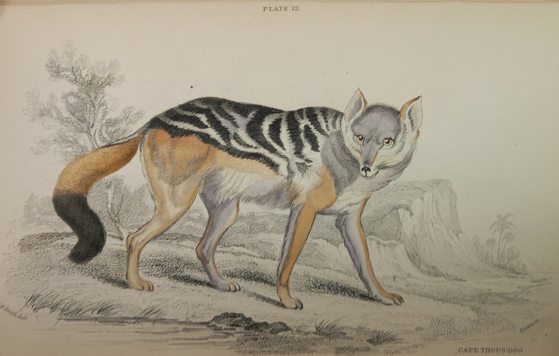 The Natural History of Dogs. Canidae or Genus Canis of Authors ...