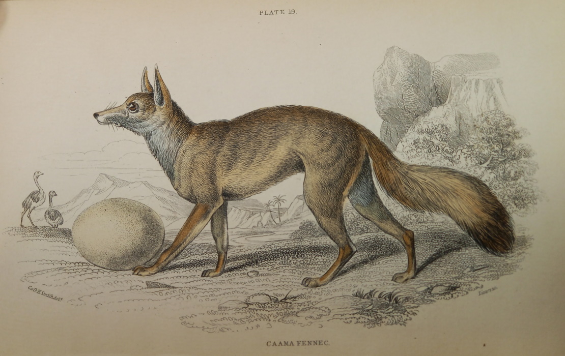 The Natural History of Dogs. Canidae or Genus Canis of Authors ...